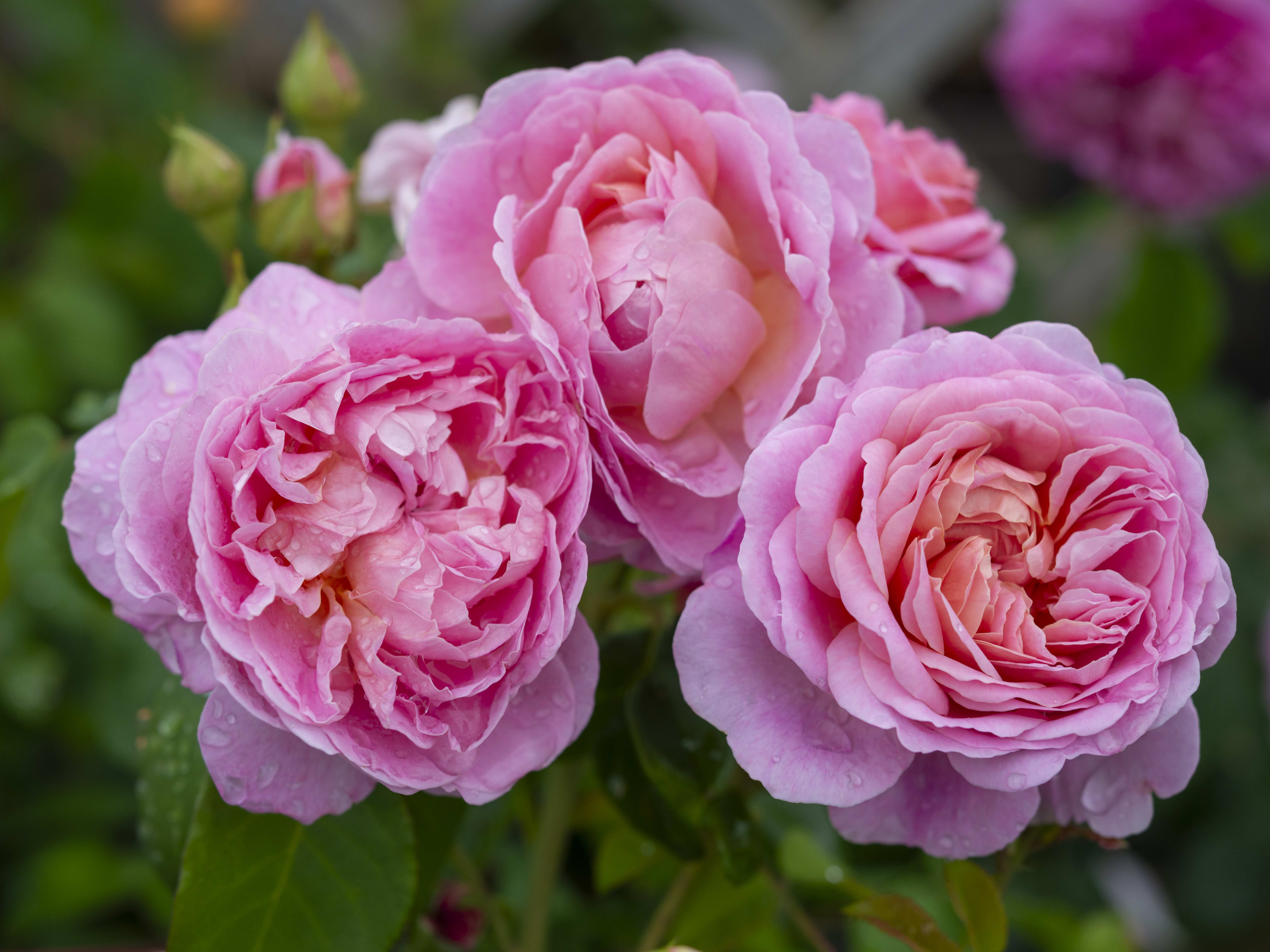 Simple DIY Craft Makes Paper Flowers Look 'Shockingly Real' - Parade ...