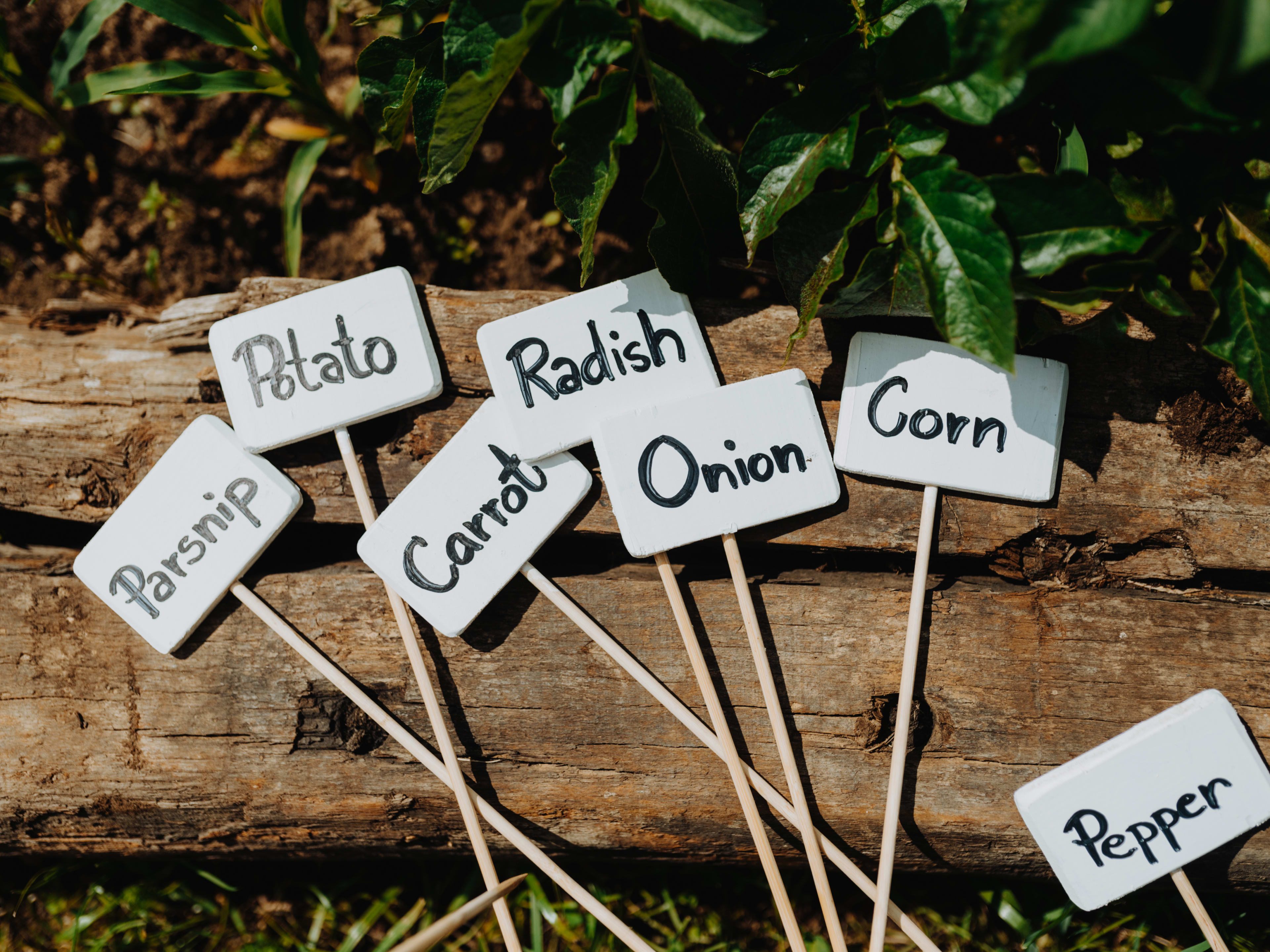 Want to Build a Garden Arch? Here Are Plants to Start With - Parade ...