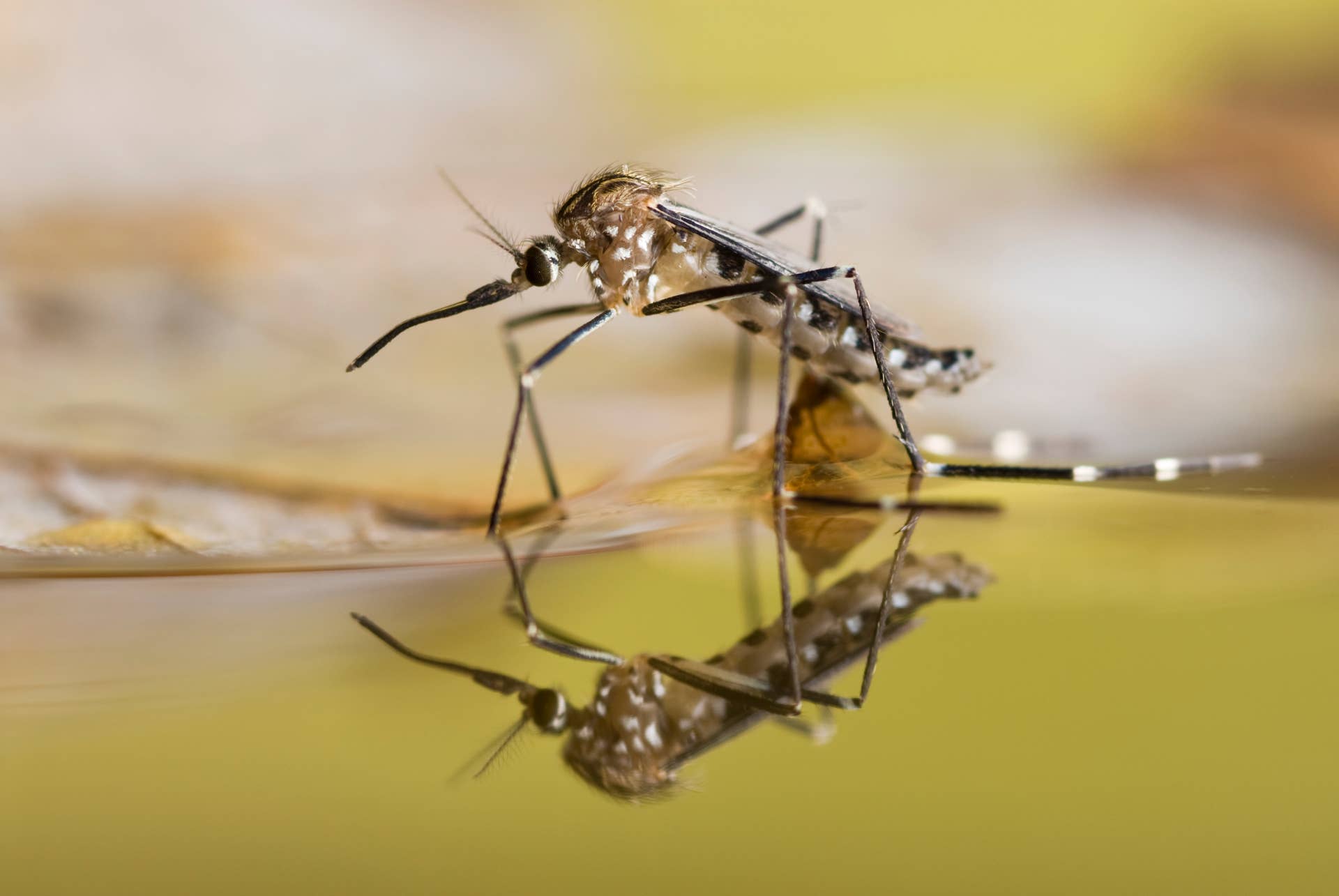 The Only Hack You Need to Get Rid of Pesky Mosquitoes Naturally and ...