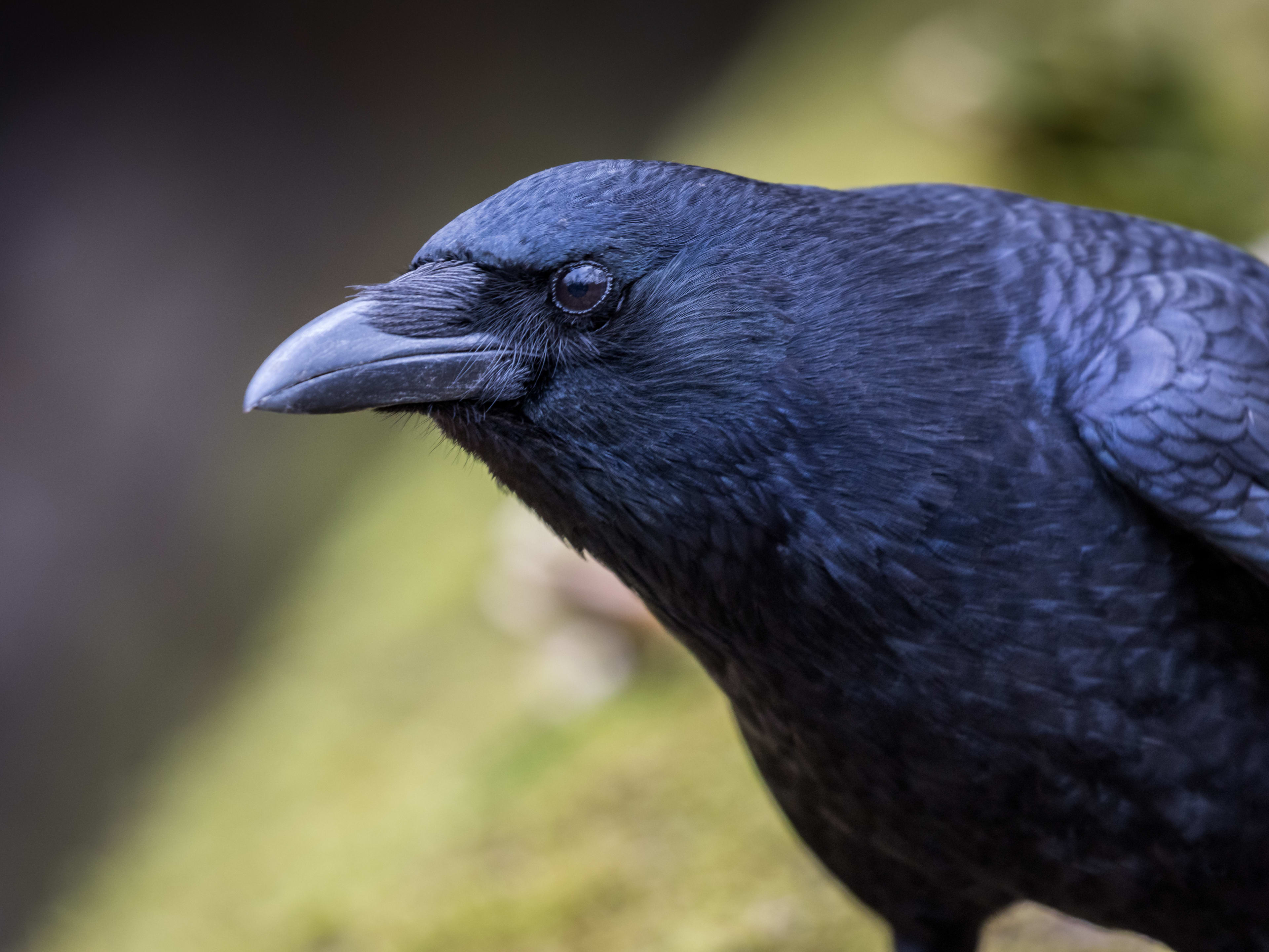 Couple Builds Backyard Crow 'Altar' - Parade Home & Garden