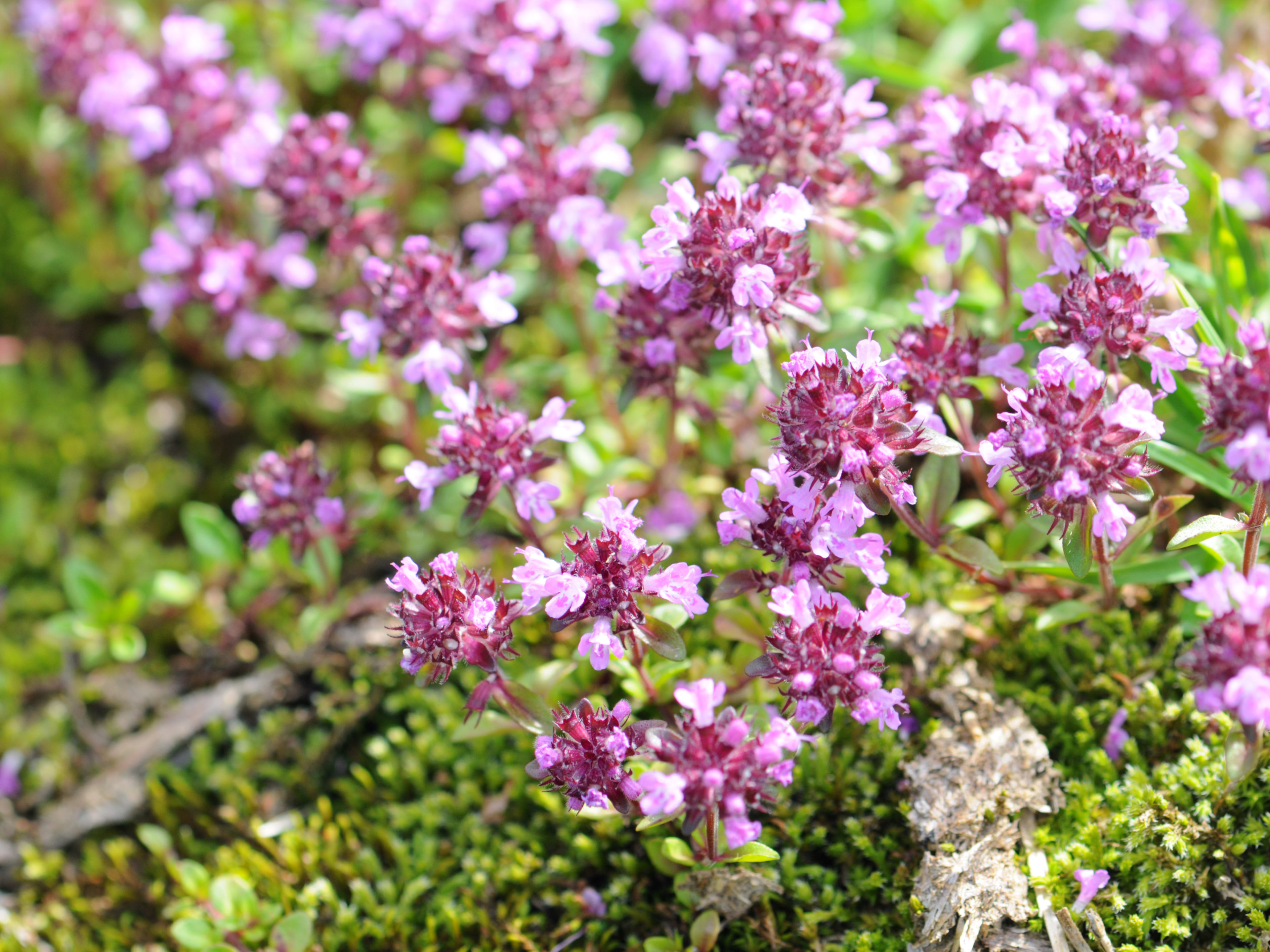 15 Beautiful Flowering Groundcovers - Parade Home & Garden