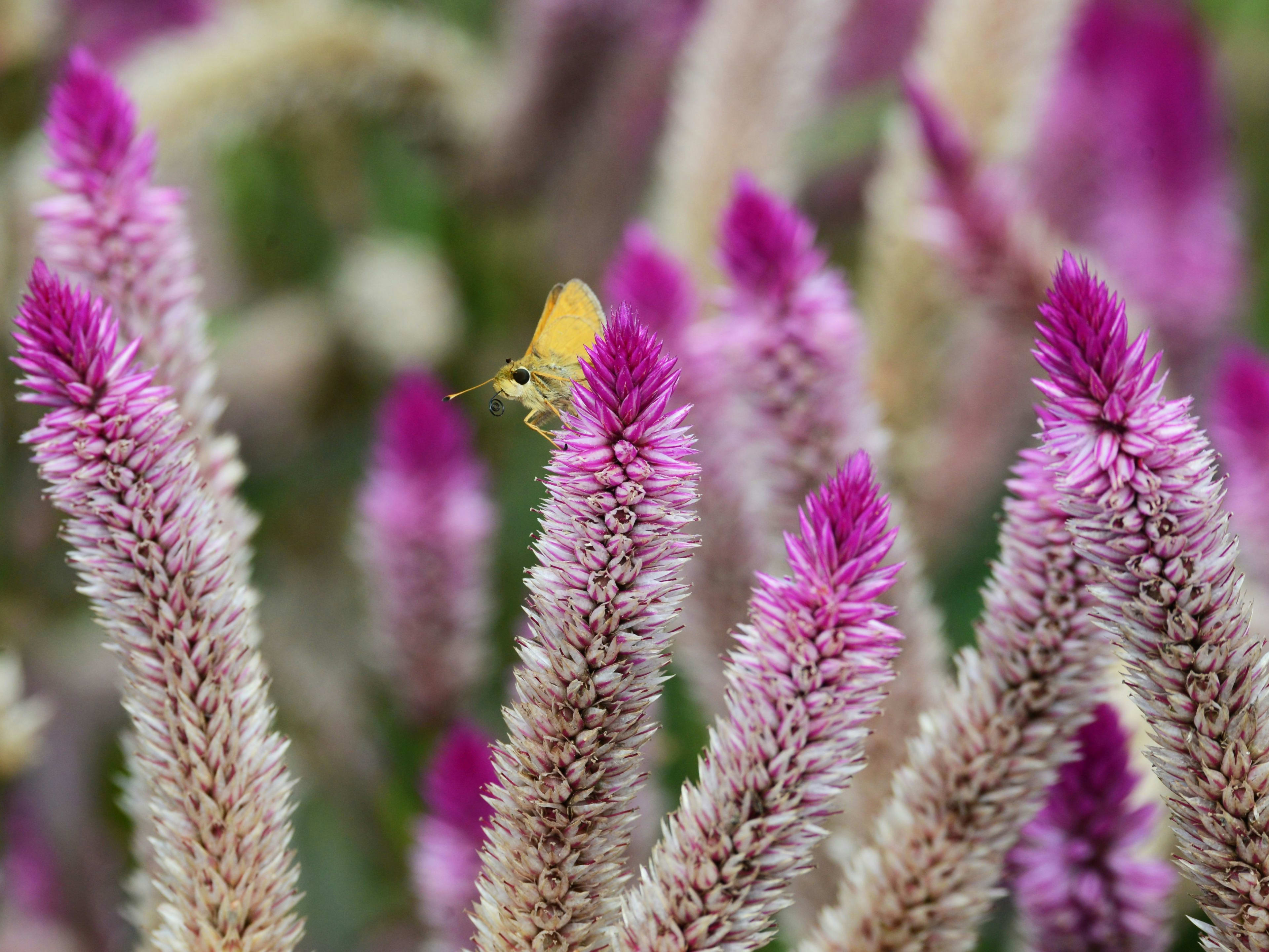 What to Plant in June, According to Experts - Parade Home & Garden