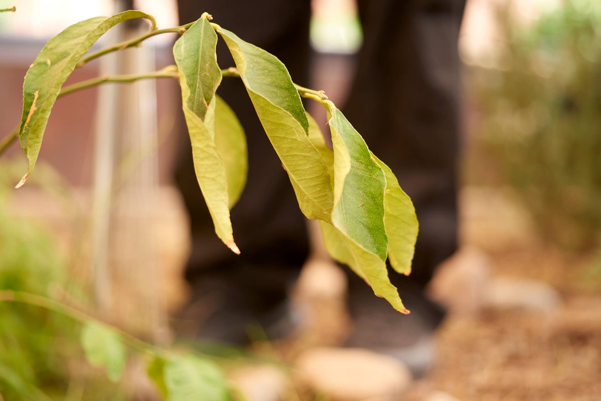 The Most Common Plant Over-Care Mistakes—Over-Watering, Over ...