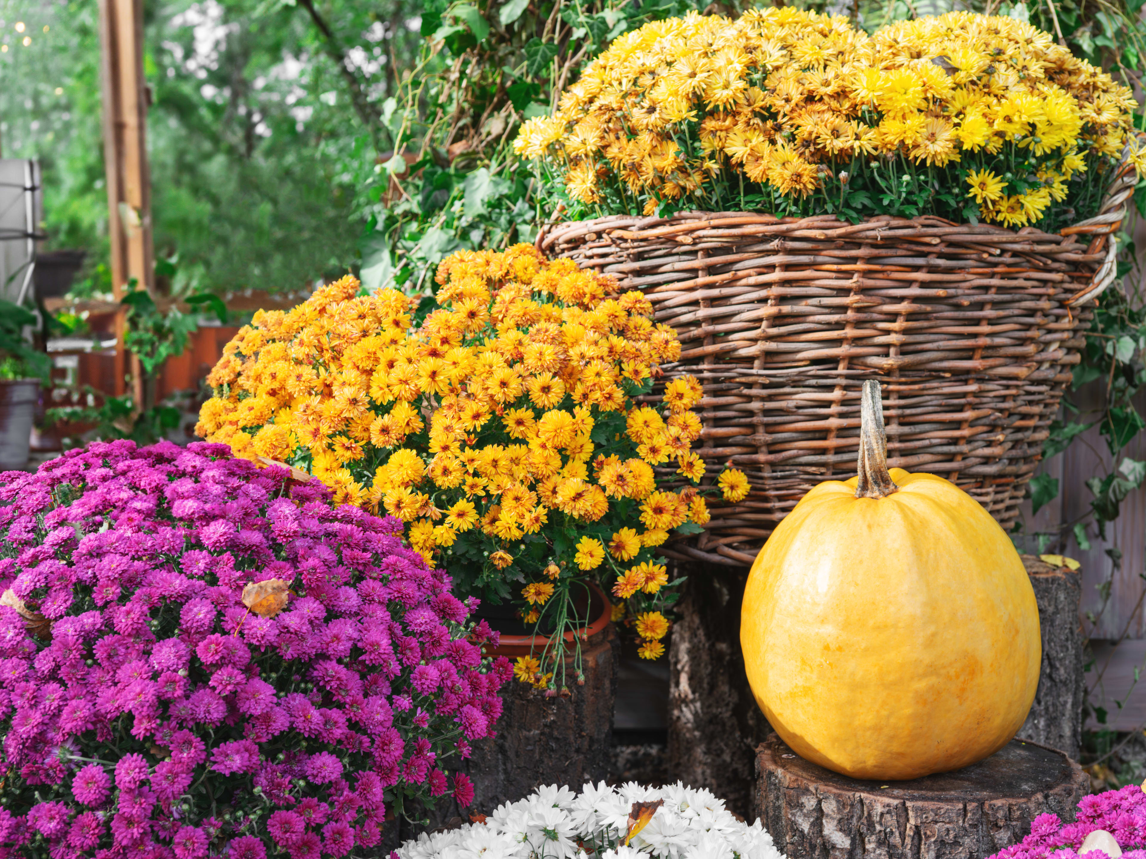Costco’s Giant Mums Return and They’re as Stunning as Ever - Parade ...