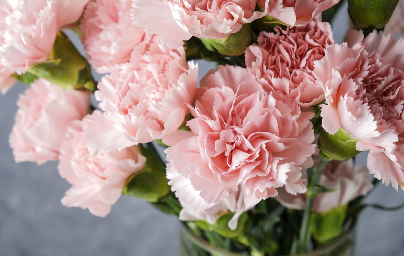25 Types of Pink Flowers (With Photos, Growing Tips) - Parade Home & Garden
