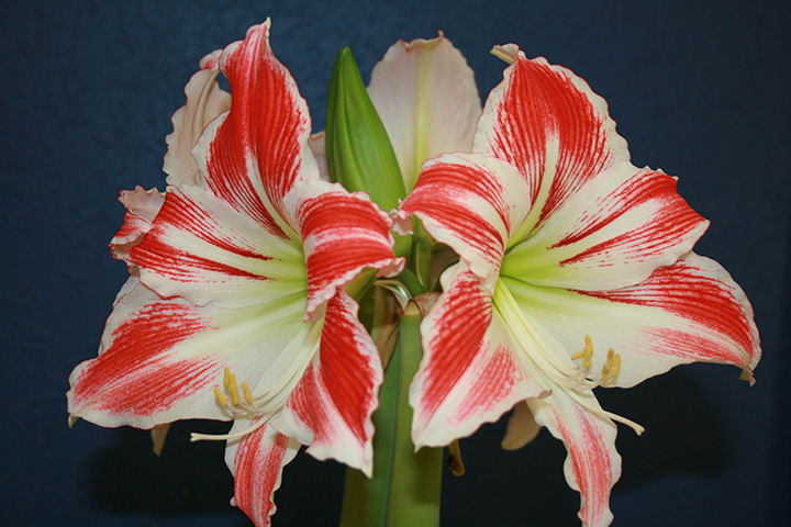 The Essential Guide to Flower Meanings and Symbolism - Parade Home & Garden