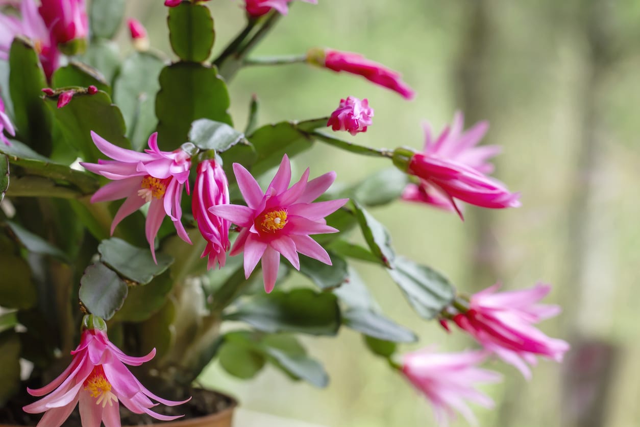 How To Care for a Christmas Cactus Plant - Parade Home & Garden