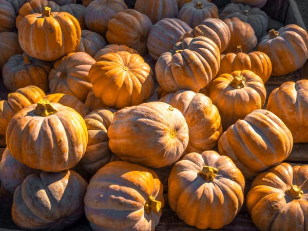 21 Different Types of Pumpkins You'll See This Fall - Parade Home & Garden