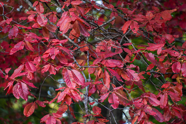 21 Beautiful Trees and Shrubs for Fall - Parade Home & Garden