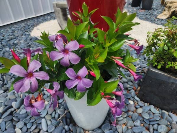 30 Outdoor Tropical Plants for Your Garden - Parade Home & Garden
