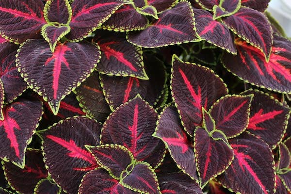 30 Outdoor Tropical Plants for Your Garden - Parade Home & Garden
