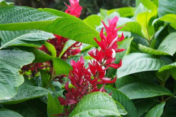 30 Outdoor Tropical Plants for Your Garden - Parade Home & Garden