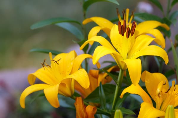 8 Types of Lilies To Showcase Beautiful Colors - Parade Home & Garden
