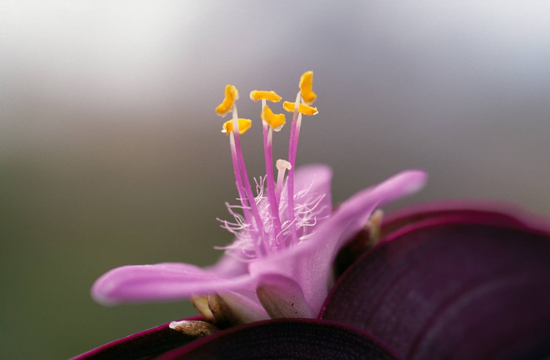 Purple Heart Plants: How To Grow and Care For - Parade Home & Garden