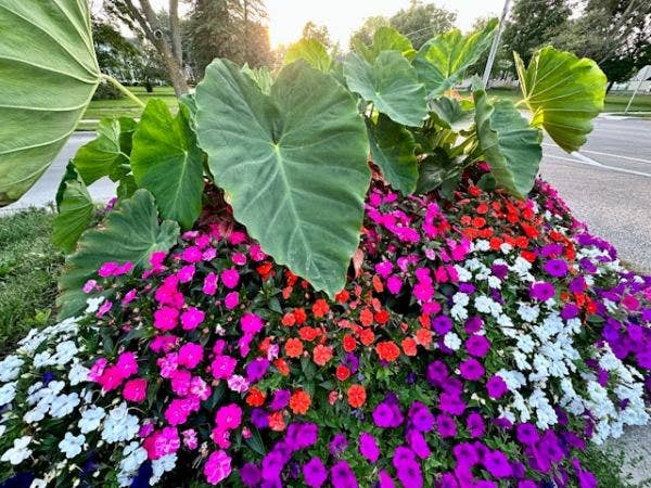 30 Outdoor Tropical Plants for Your Garden - Parade Home & Garden