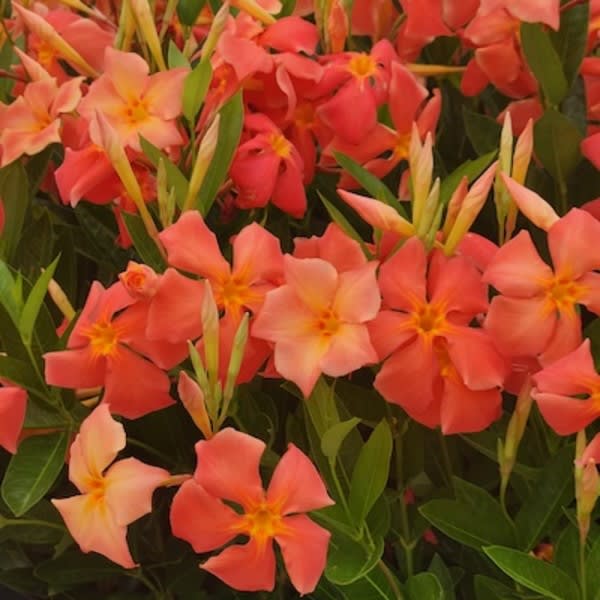 30 Outdoor Tropical Plants for Your Garden - Parade Home & Garden