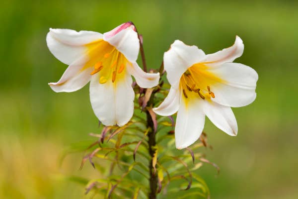 8 Types of Lilies To Showcase Beautiful Colors - Parade Home & Garden