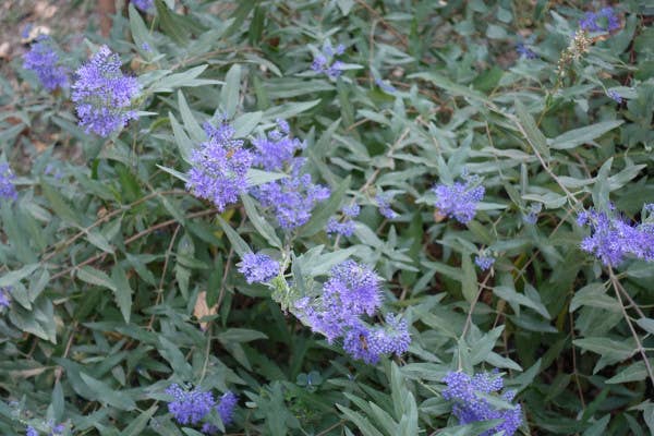 21 Beautiful Trees and Shrubs for Fall - Parade Home & Garden