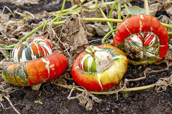 21 Different Types of Pumpkins You'll See This Fall - Parade Home & Garden