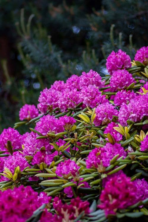 20 Small Evergreen Shrubs to Add Year-Round Color to Your Yard, Porch ...