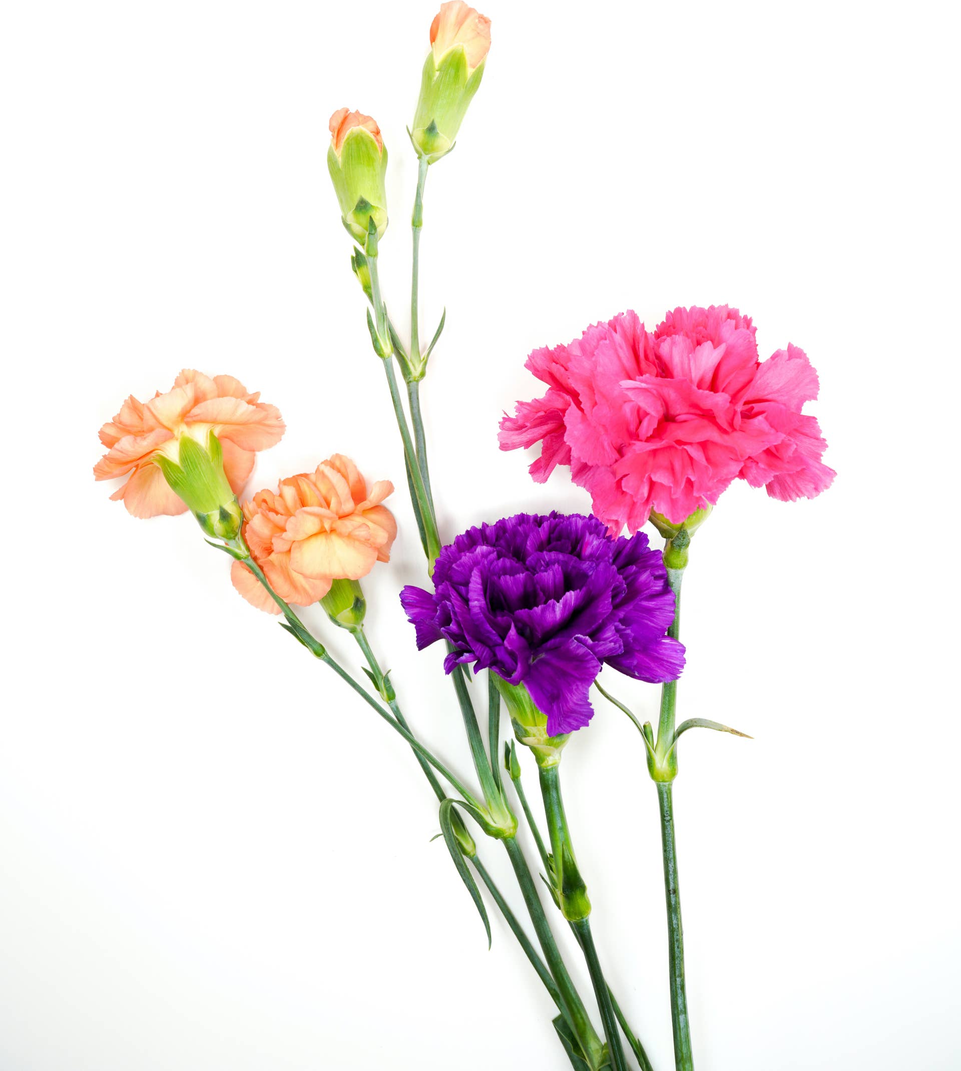 Birth Month Flowers and Meanings - Parade Home & Garden