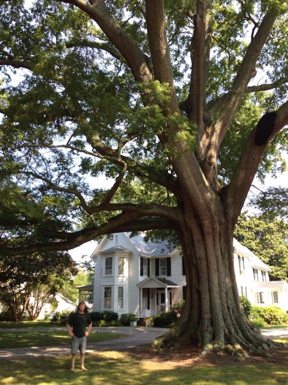 Celebrate the History of Our Nation's Trees - Parade Home & Garden