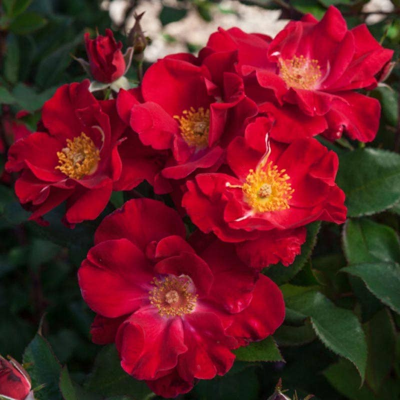 Coming Up Roses: New Floral Introductions - Parade Home & Garden
