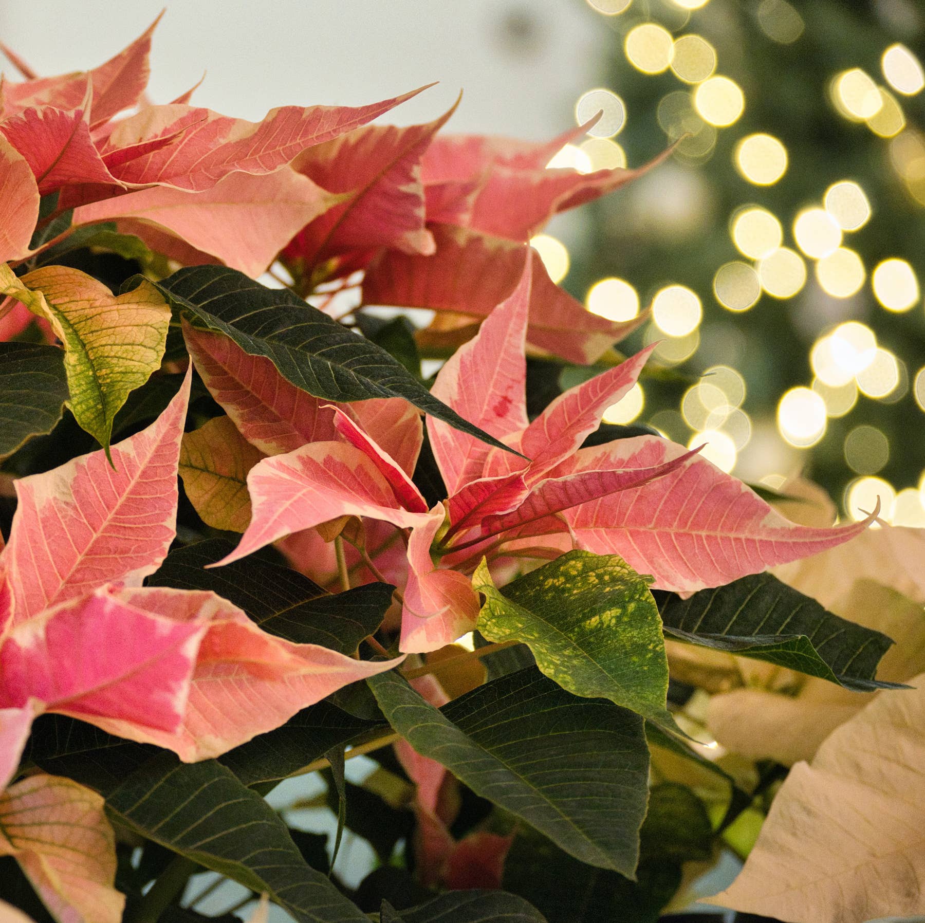 20 Best Christmas Plants for the Holidays 2024 - Parade Home & Garden