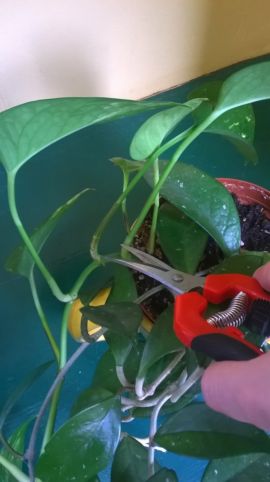 How and When to Prune Houseplants - Parade Home & Garden