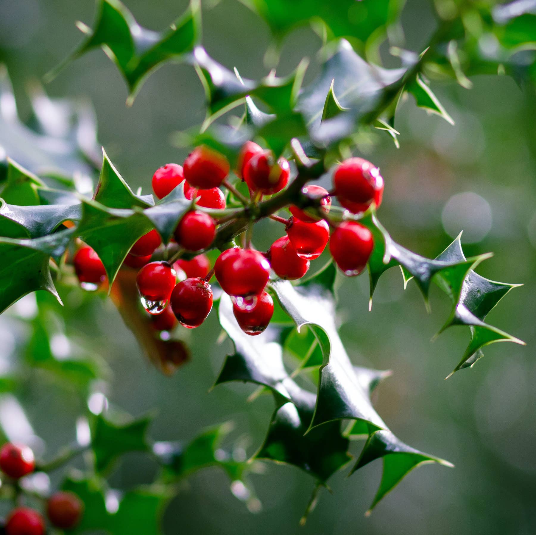 20 Best Christmas Plants for the Holidays 2024 - Parade Home & Garden