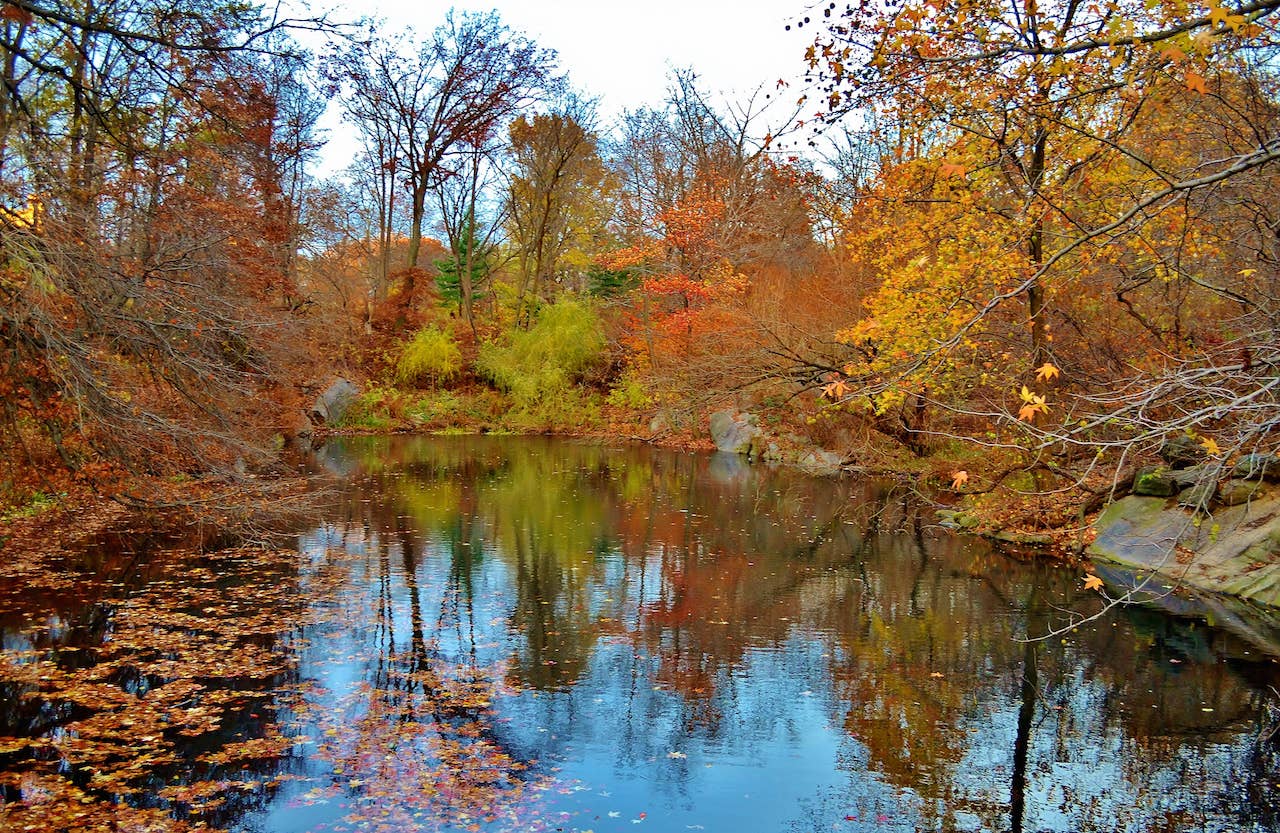 Beautiful Fall Leaves Images to Say Happy Autumn - Parade Home & Garden