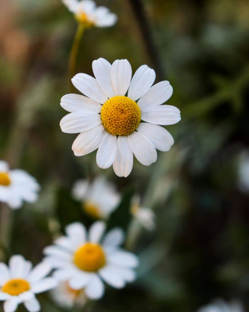 16 Edible Flowers (With Images, Expert Tips) - Parade Home & Garden