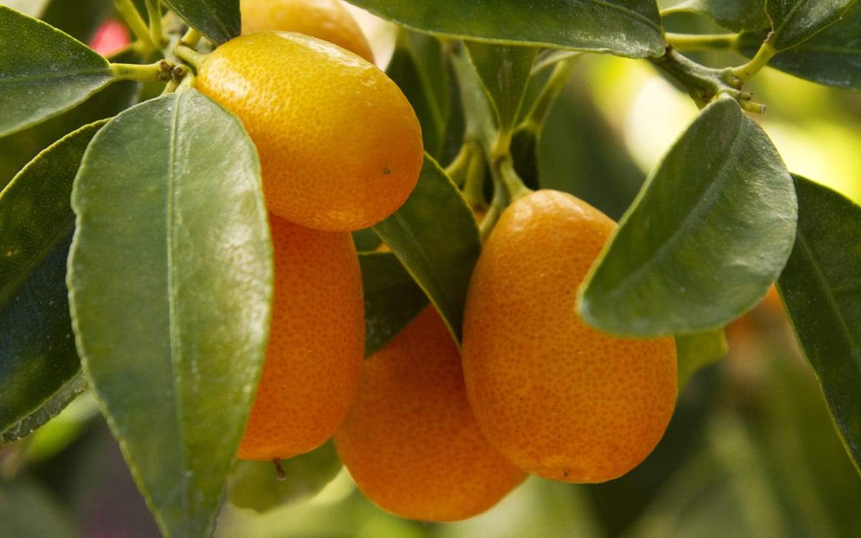 Costco Has Started Selling Citrus Trees Ahead of Spring - And Some of ...