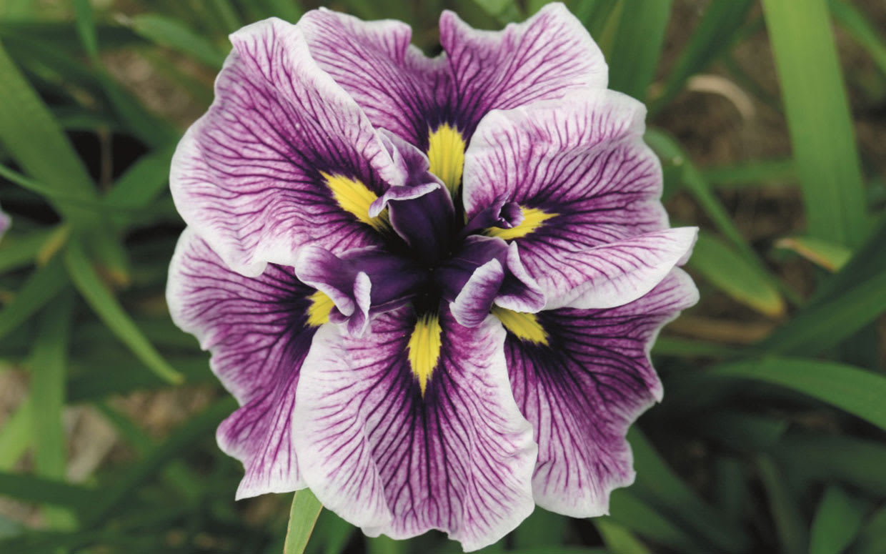 Beardless Irises: Backyard Beauties for Your Garden - Parade Home & Garden