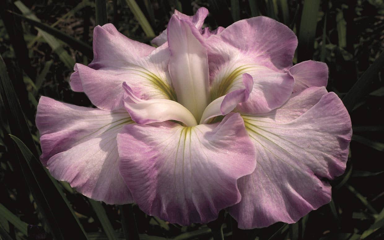 Beardless Irises: Backyard Beauties for Your Garden - Parade Home & Garden