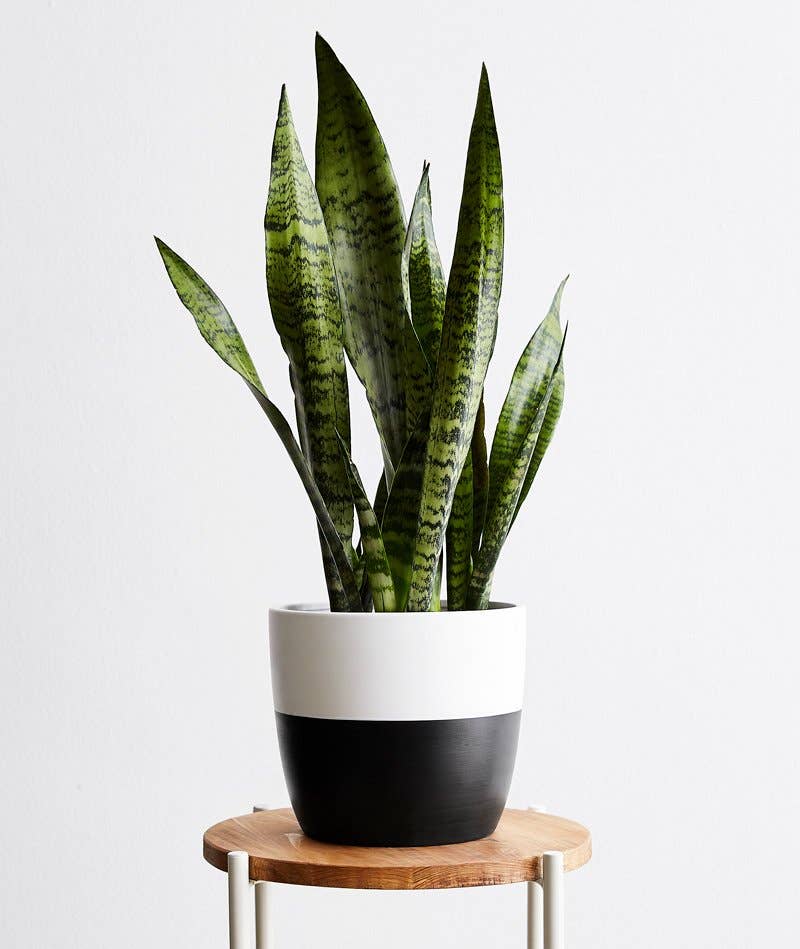 Good luck plants to bring good vibes to your home - Parade Home & Garden