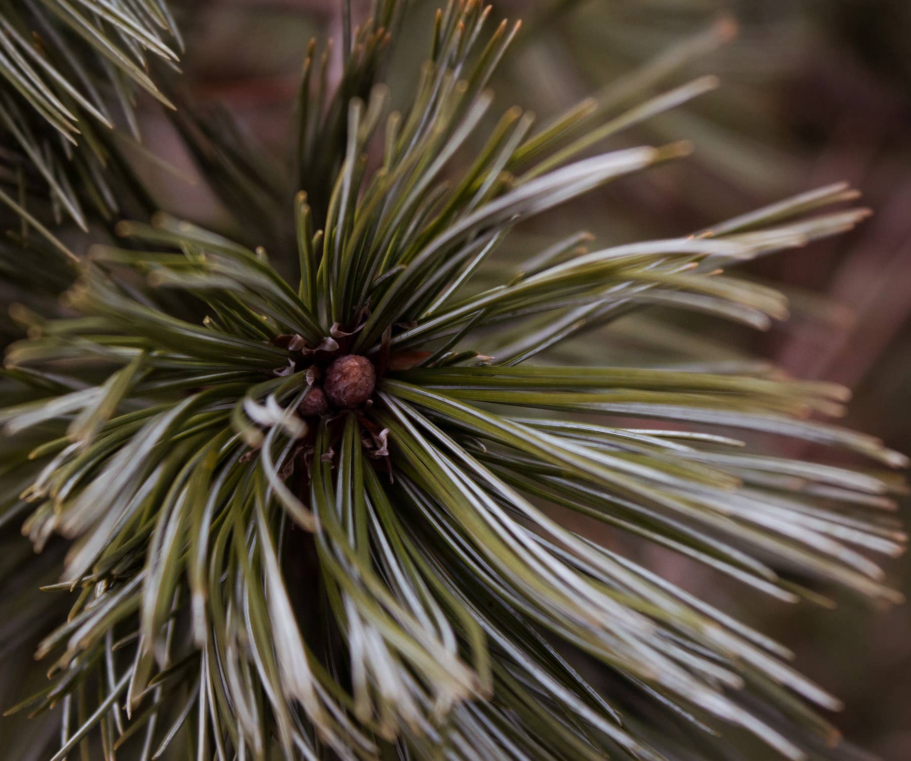 20 Different Types of Christmas Trees - Parade Home & Garden