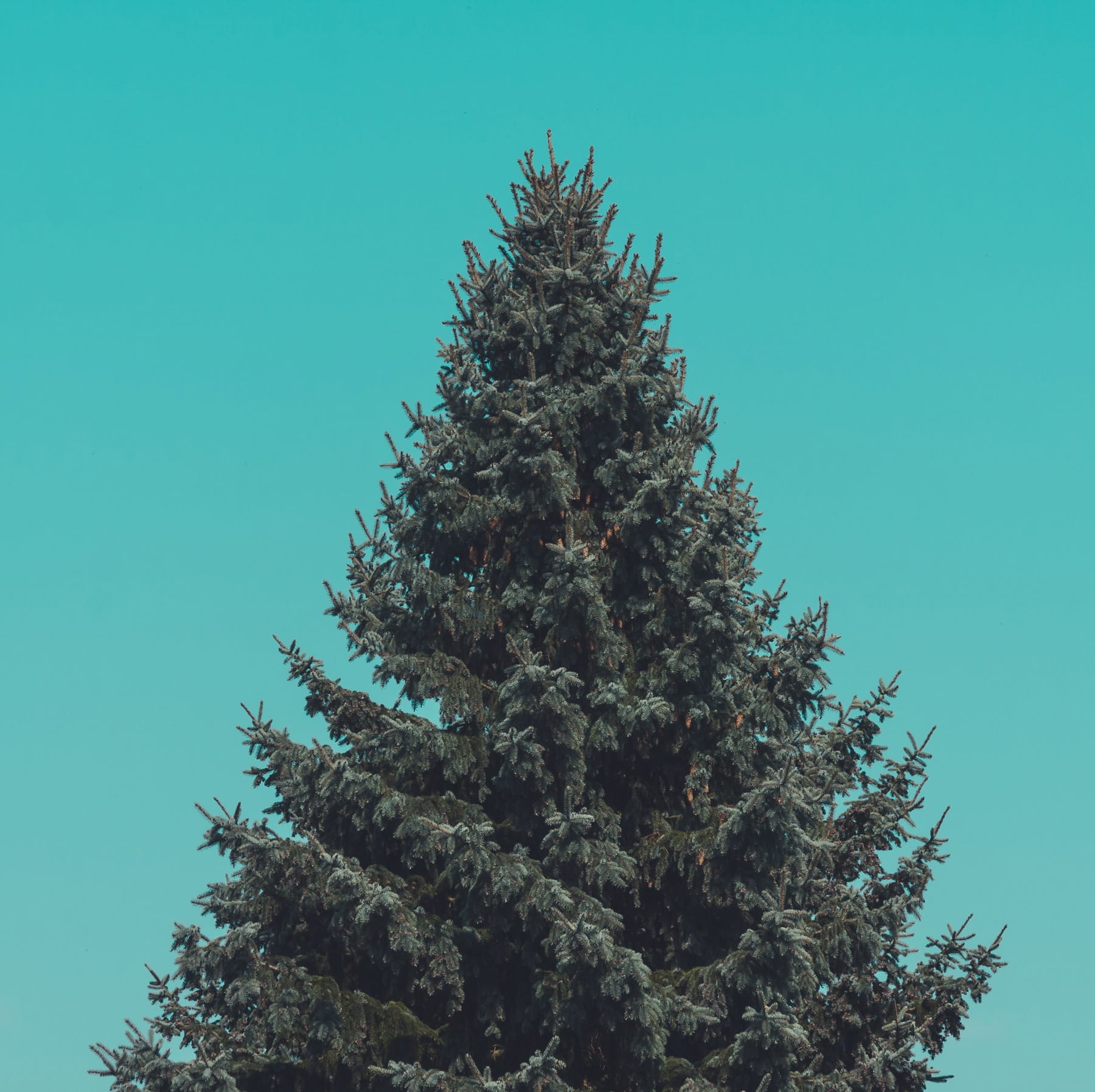 20 Different Types of Christmas Trees - Parade Home & Garden