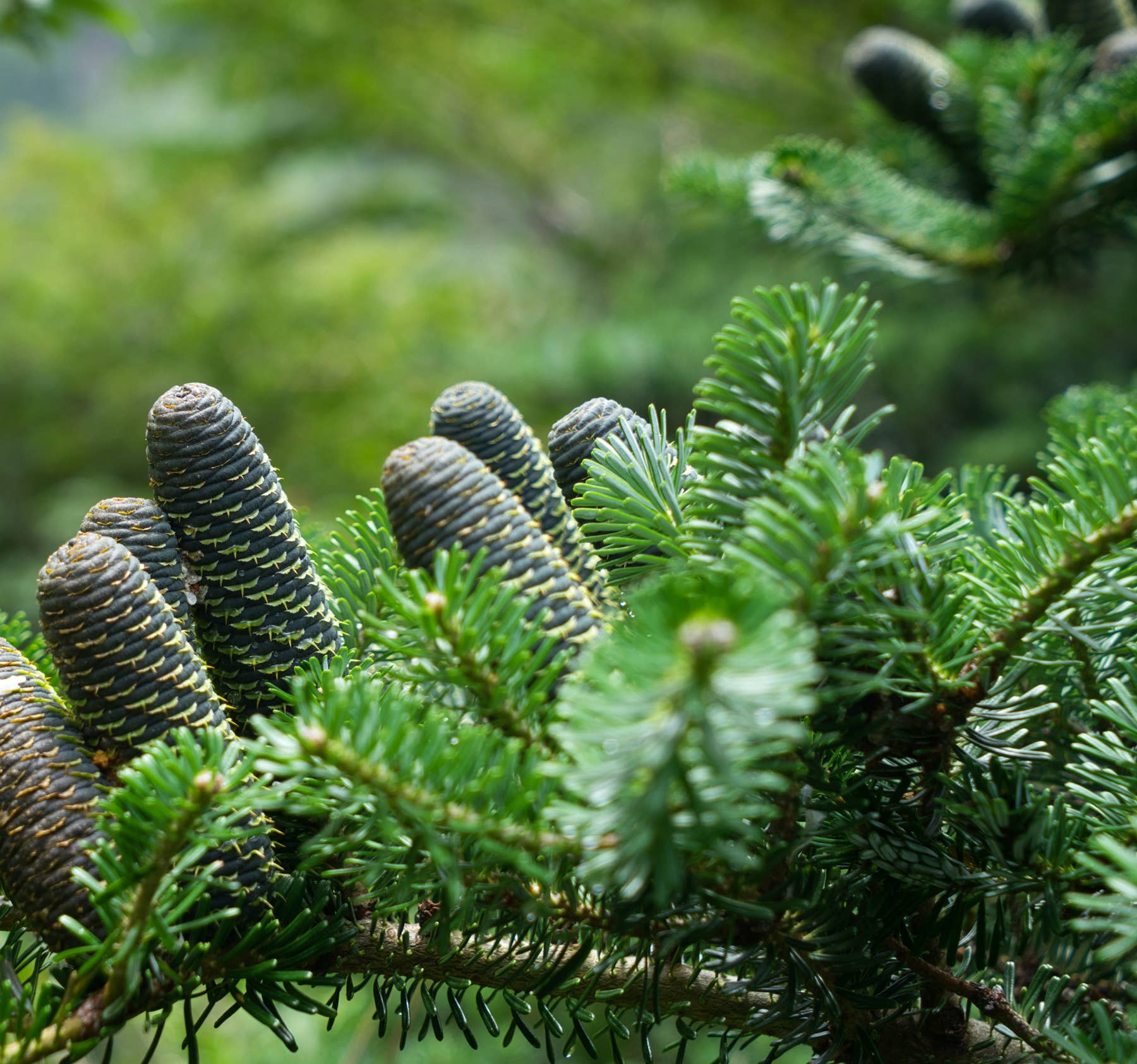 20 Different Types of Christmas Trees - Parade Home & Garden