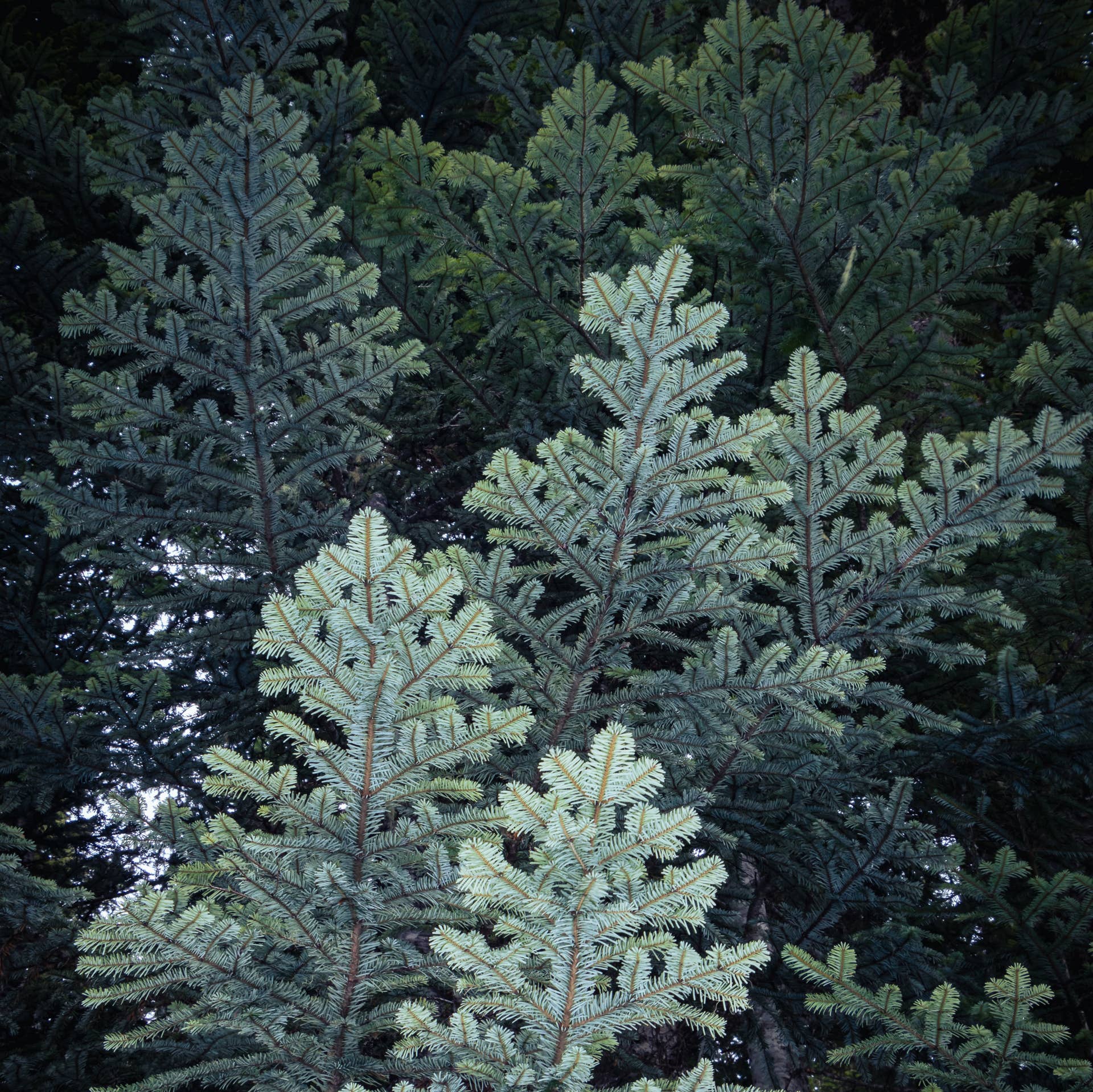 20 Different Types of Christmas Trees - Parade Home & Garden