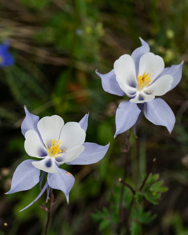 40 Spring Flowers to Beautify Your Backyard (With Images)