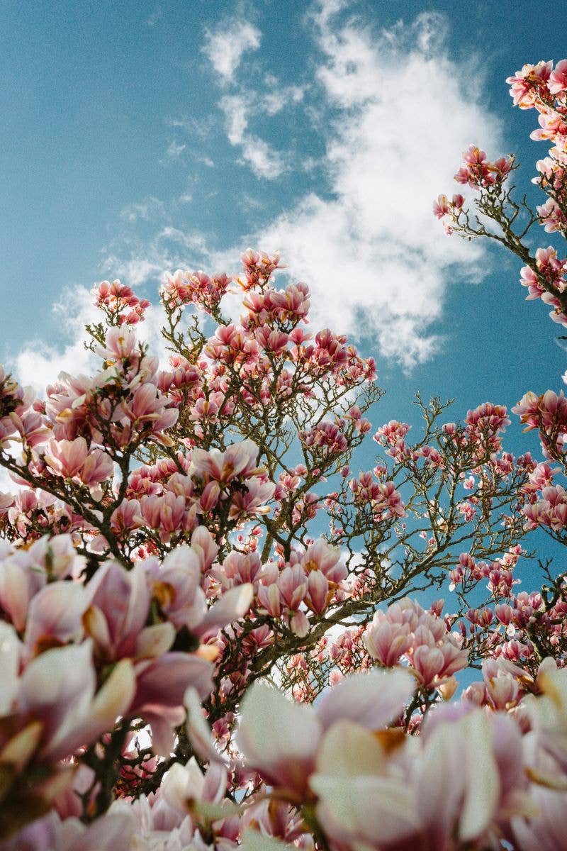40 Spring Flowers to Beautify Your Backyard (With Images) - Parade Home ...