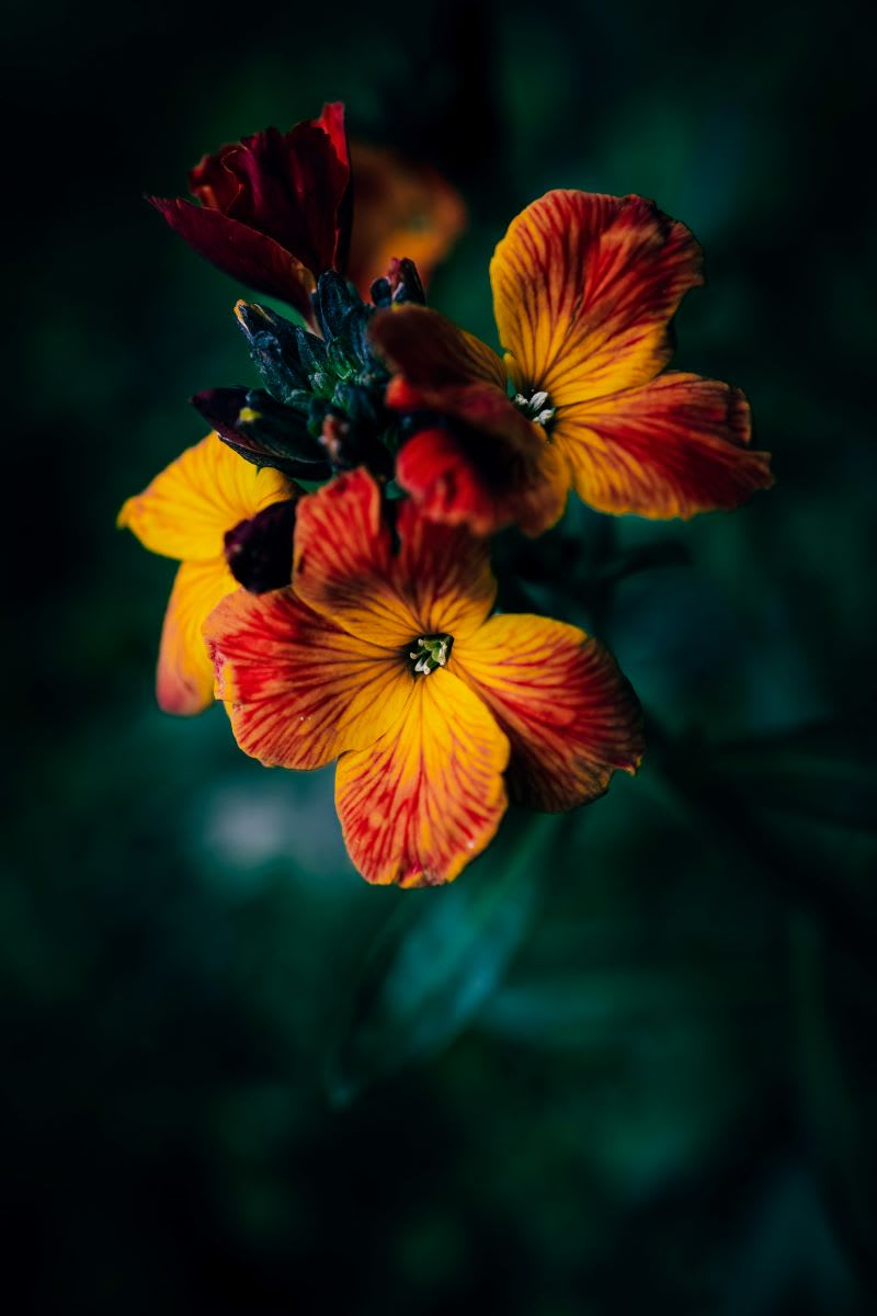 40 Spring Flowers to Beautify Your Backyard (With Images) - Parade Home ...