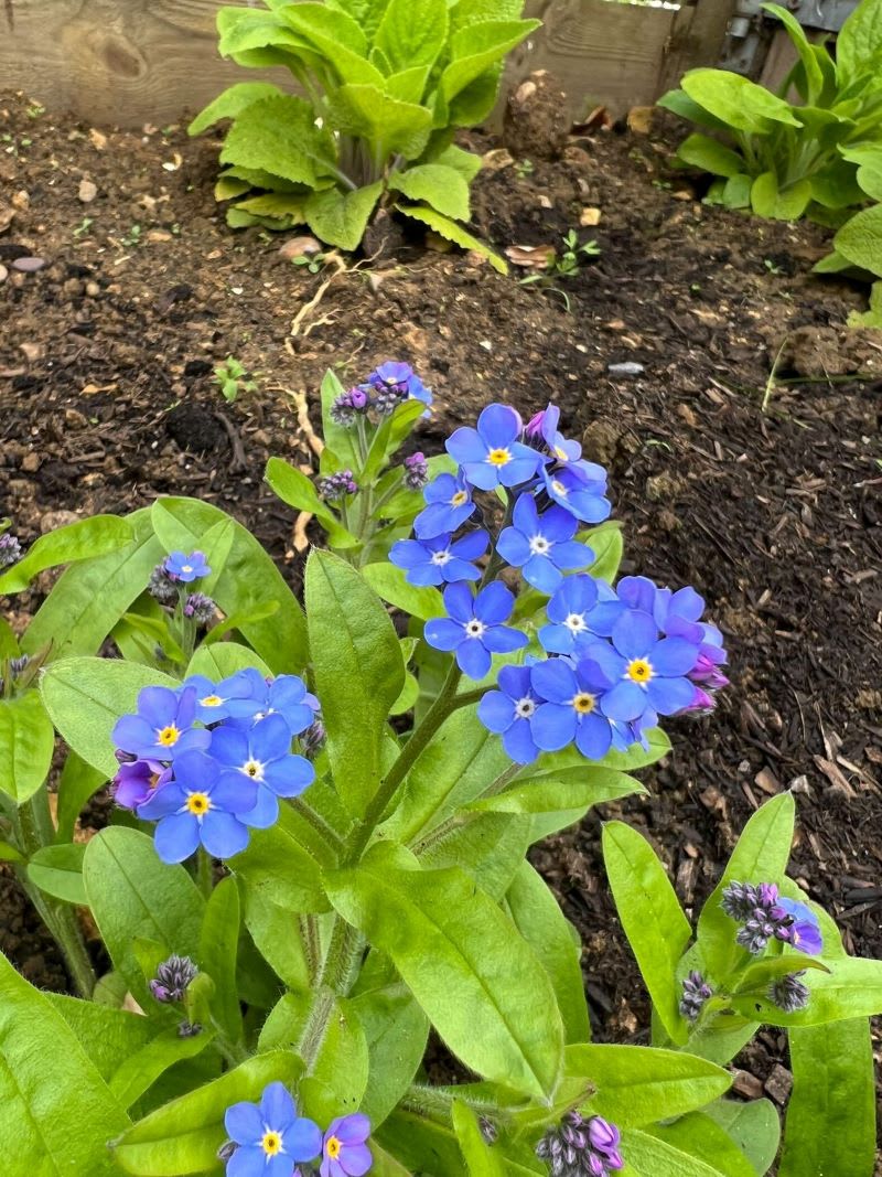 40 Spring Flowers to Beautify Your Backyard (With Images) - Parade Home ...