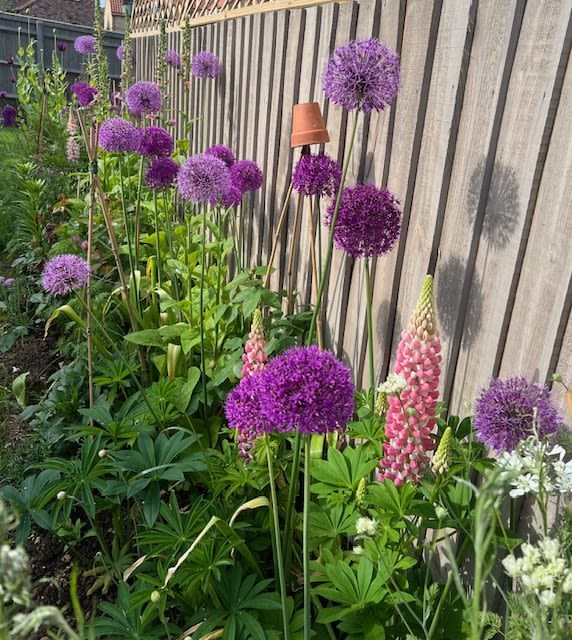 40 Spring Flowers to Beautify Your Backyard (With Images)