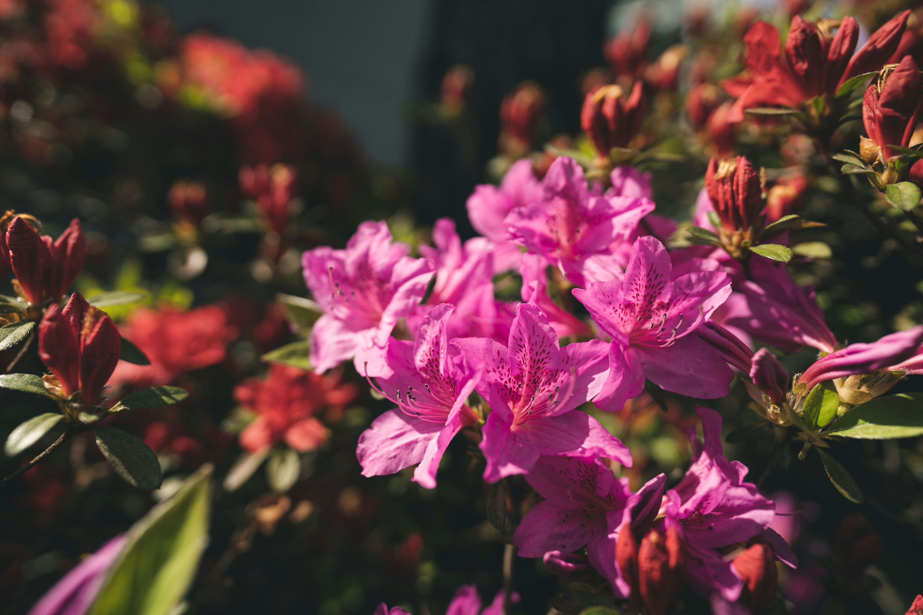 25 Types of Pink Flowers (With Photos, Growing Tips) - Parade Home & Garden