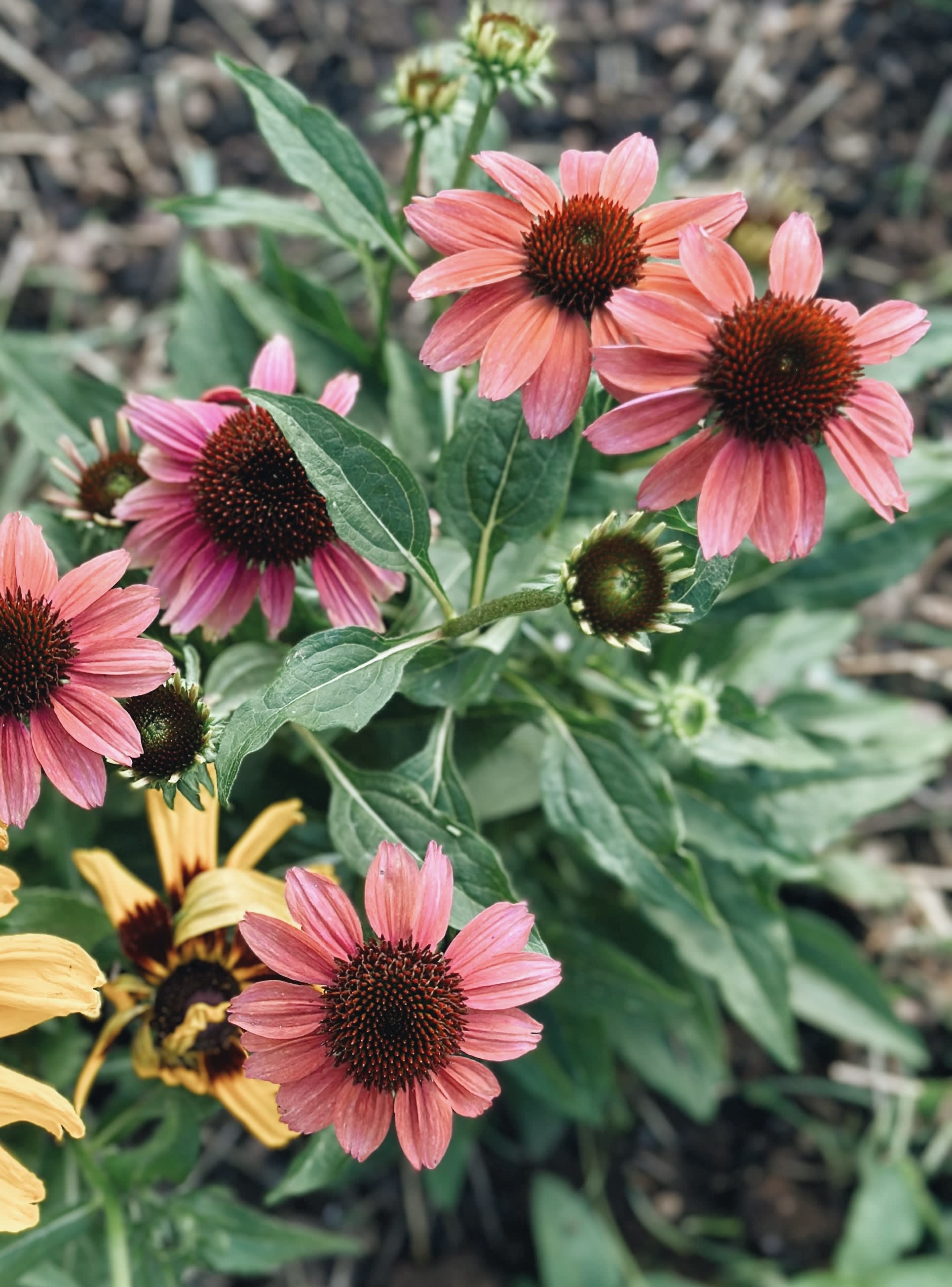 25 Types of Pink Flowers (With Photos, Growing Tips) - Parade Home & Garden