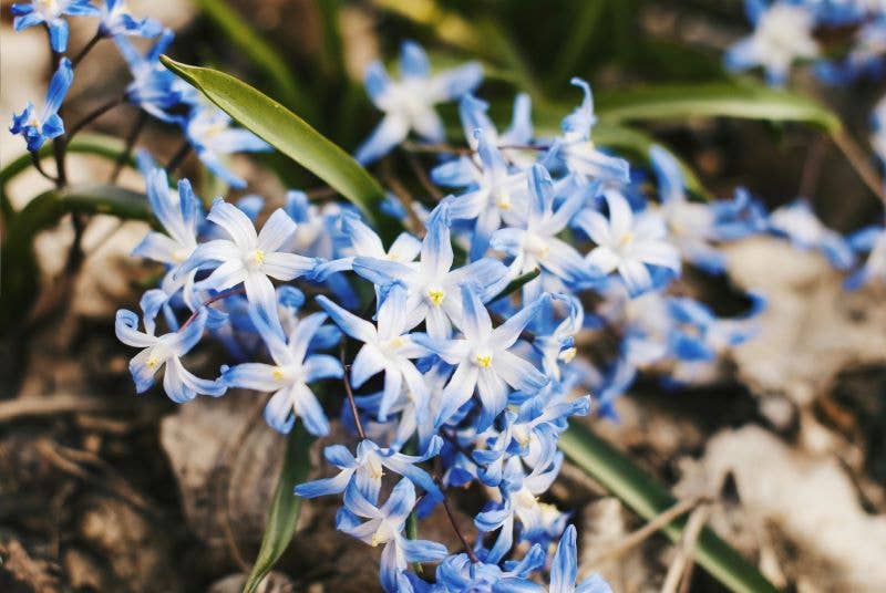40 Spring Flowers to Beautify Your Backyard (With Images) - Parade Home ...