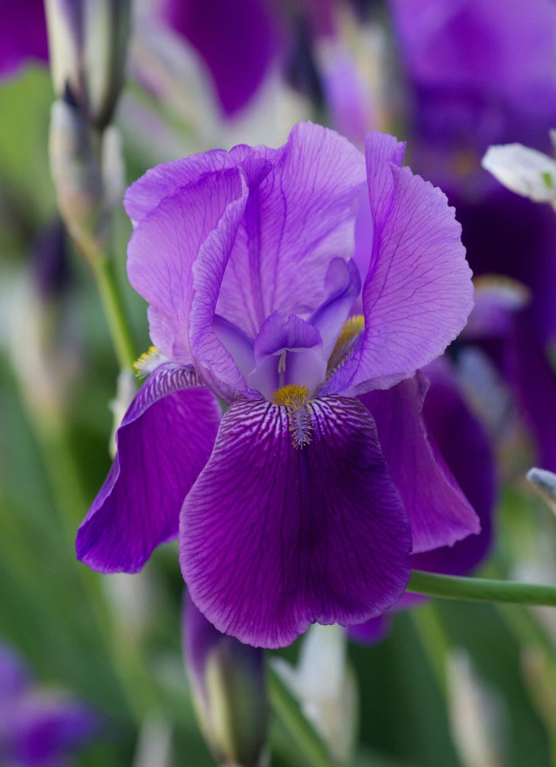 40 Spring Flowers to Beautify Your Backyard (With Images)