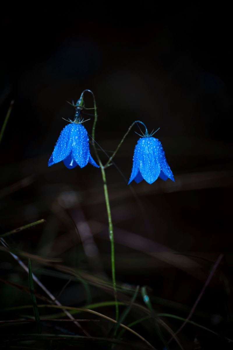 40 Spring Flowers to Beautify Your Backyard (With Images) - Parade Home ...